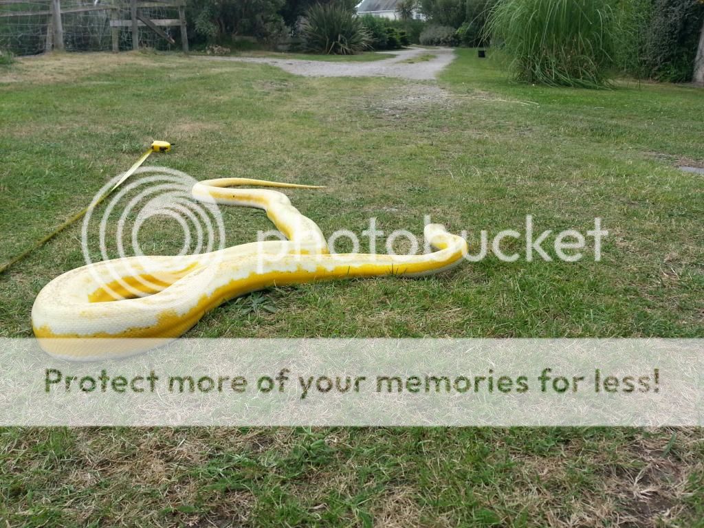 2011 Adult Male Ultra Ivory Reticulated python | Reptile Forums