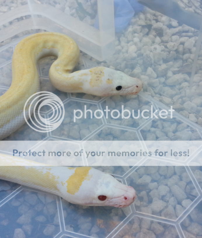 Ruby Eyed Ivory Retic Pics | Reptile Forums