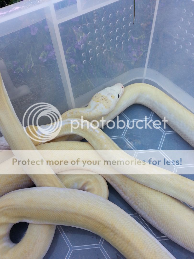 Ruby Eyed Ivory Retic Pics | Reptile Forums