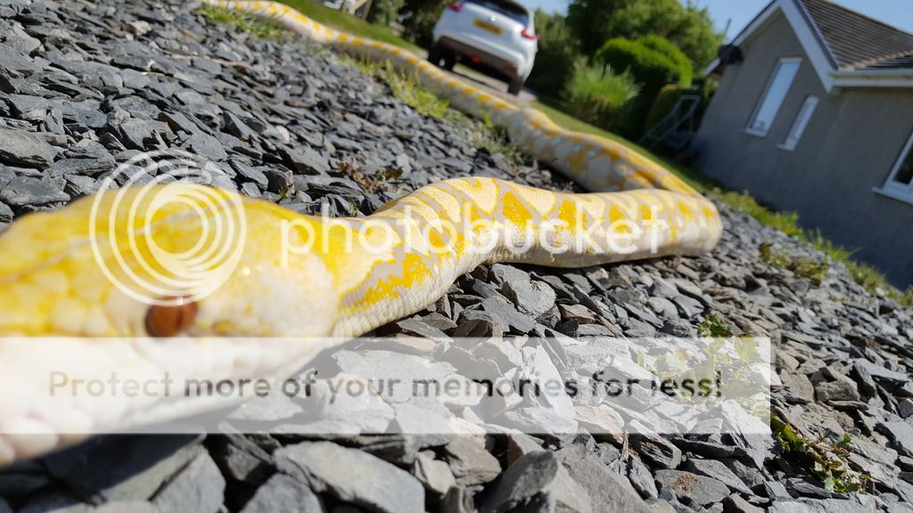 NW England - Reticulated Python One off Pair | Reptile Forums