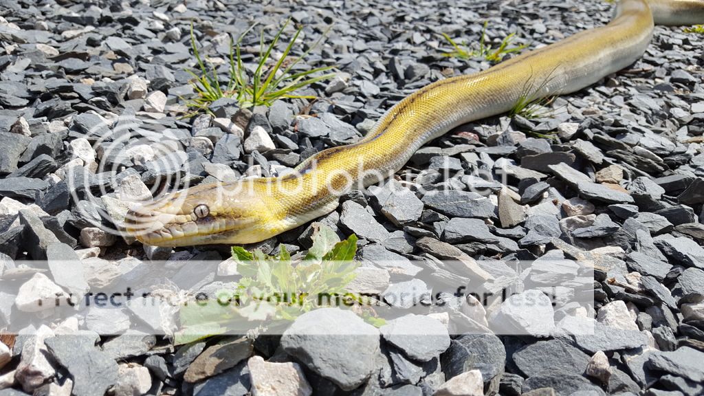 NW England - Reticulated Python One off Pair | Reptile Forums