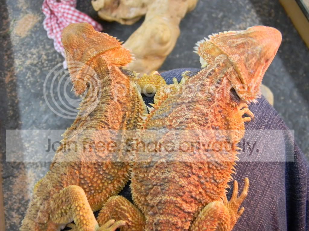For sale are reduced price bearded dragons all are cheap | Reptile Forums