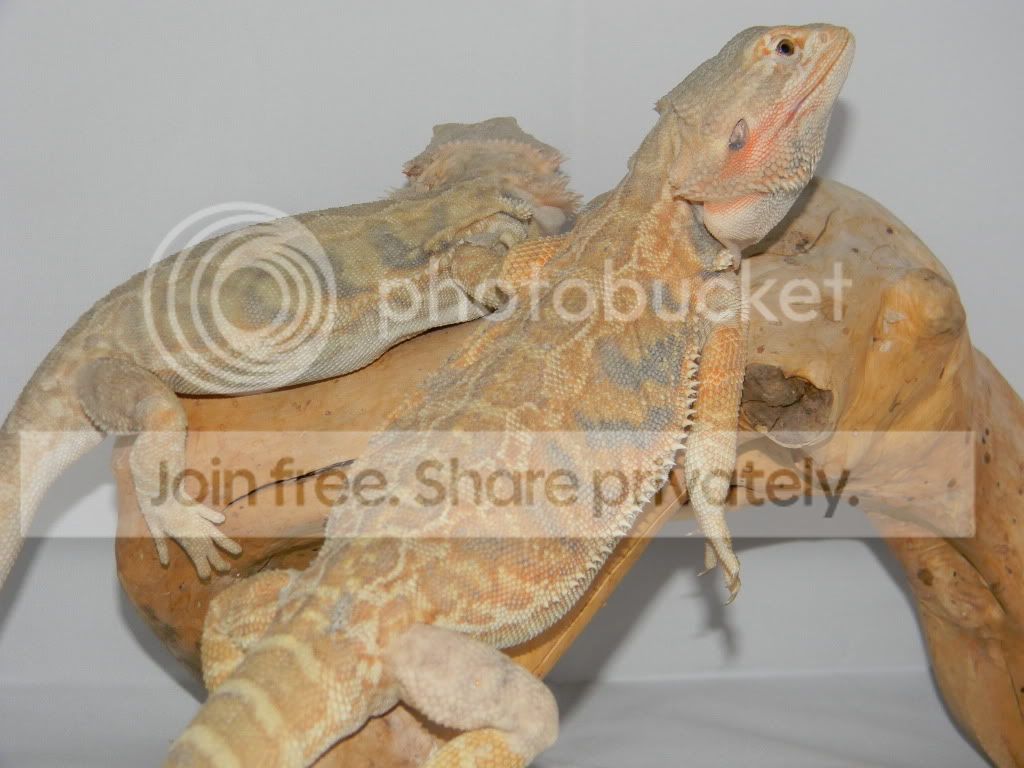 For sale are reduced price bearded dragons all are cheap | Reptile Forums