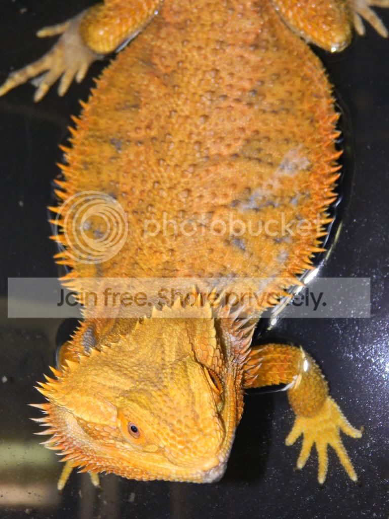 SE England - beautiful beardies for sale stunning colours | Reptile Forums