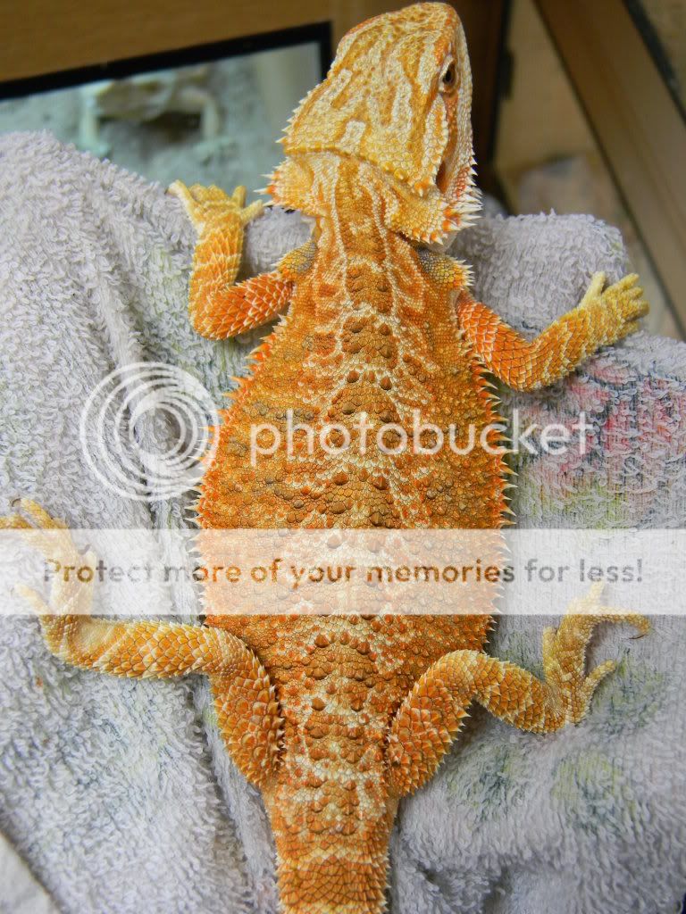 SE England - beautiful beardies for sale stunning colours | Reptile Forums