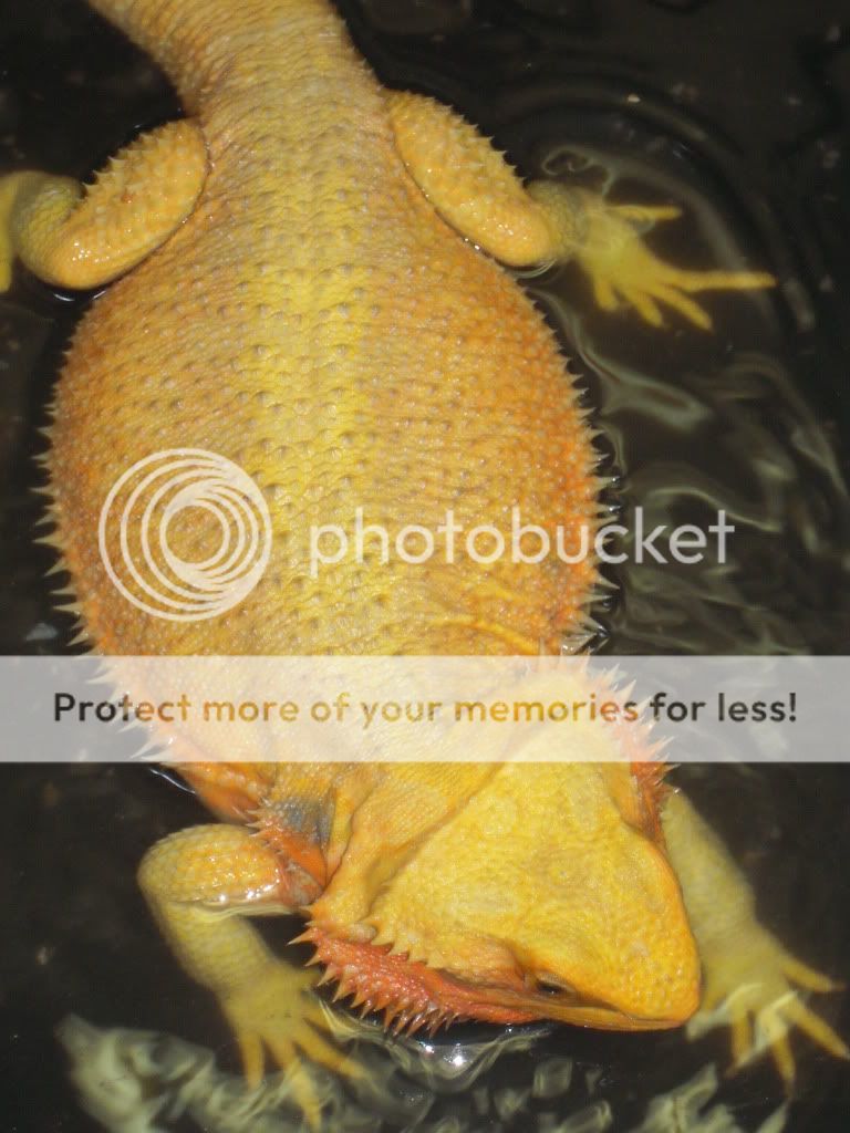 SE England - beautiful beardies for sale stunning colours | Reptile Forums